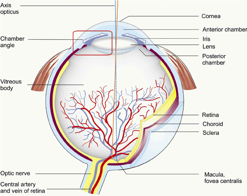 Main Ocular CMAP